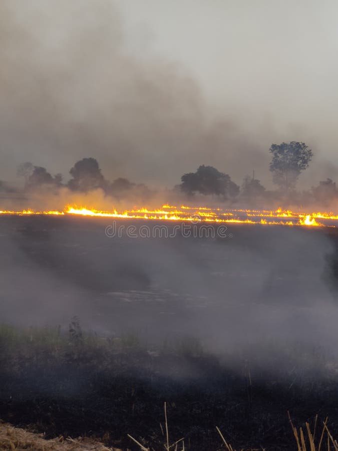 Flame in the wheat fields stock photo. Image of campfire - 217664040