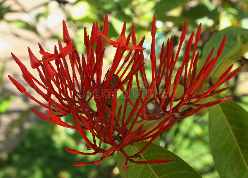 Flame of the Woods Ixora Coccinea, Red, Three Clusters of Flowers ...