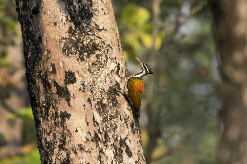 Flameback Himalayan, Shorii De Dinopium, Chitwan - Nepal Foto de ...