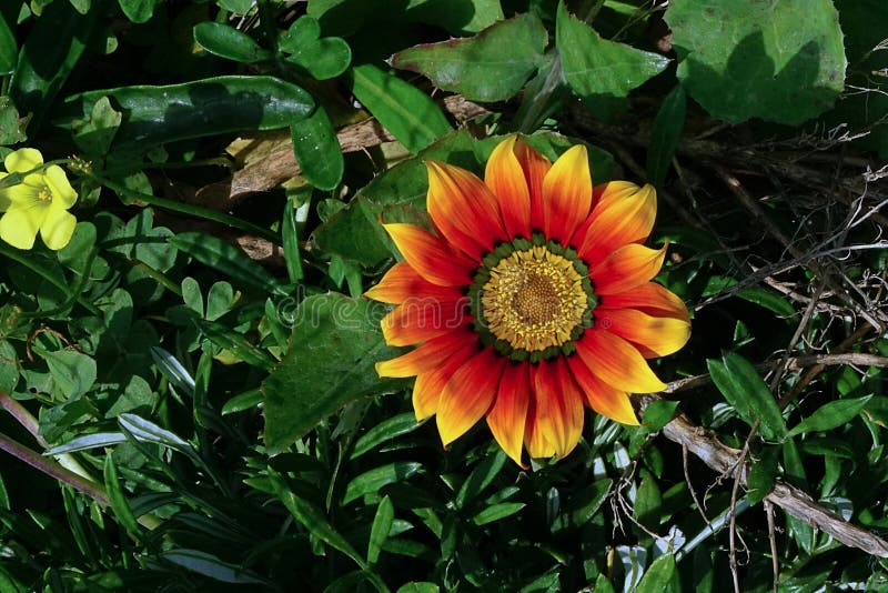 Flamecolored Spring Flower in the Prairie Stock Image - Image of bright ...