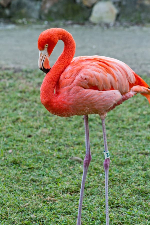 243 Cisne Rosado Fotos - Libres de Derechos y Gratuitas de Dreamstime