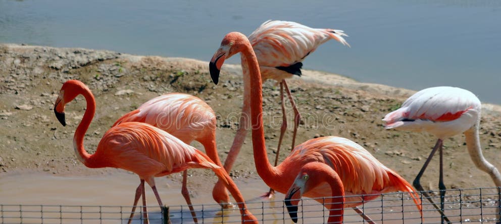 Flamencos foto de archivo. Imagen de flotadores, cercado - 807428