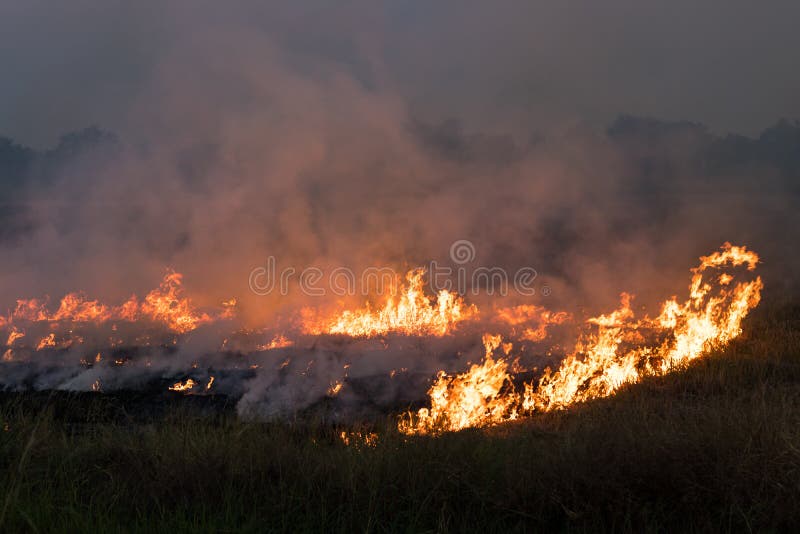 Flames burned grass. stock image. Image of black, farm - 85733751