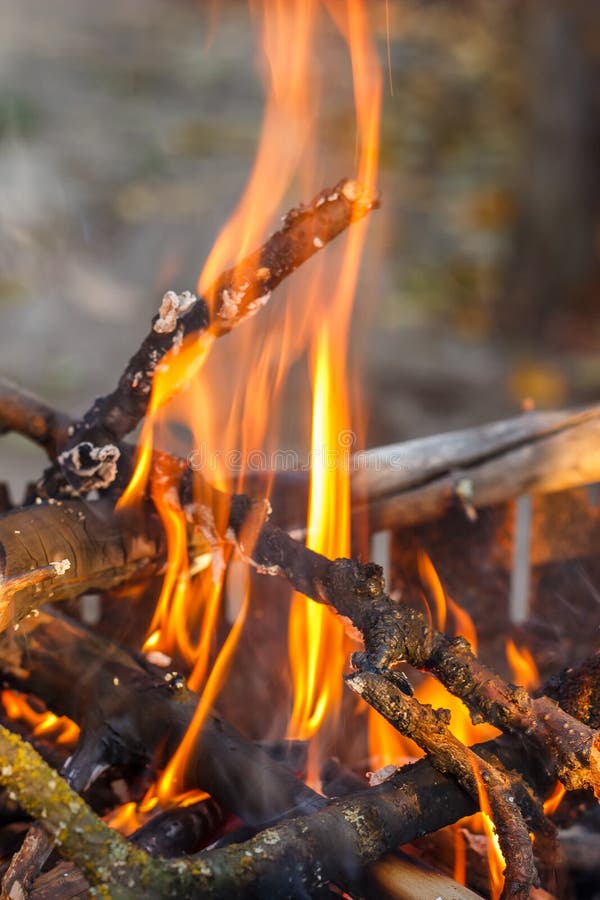 Flames of Fire in the Grill with Branches of Fruit Trees. Barbecue ...