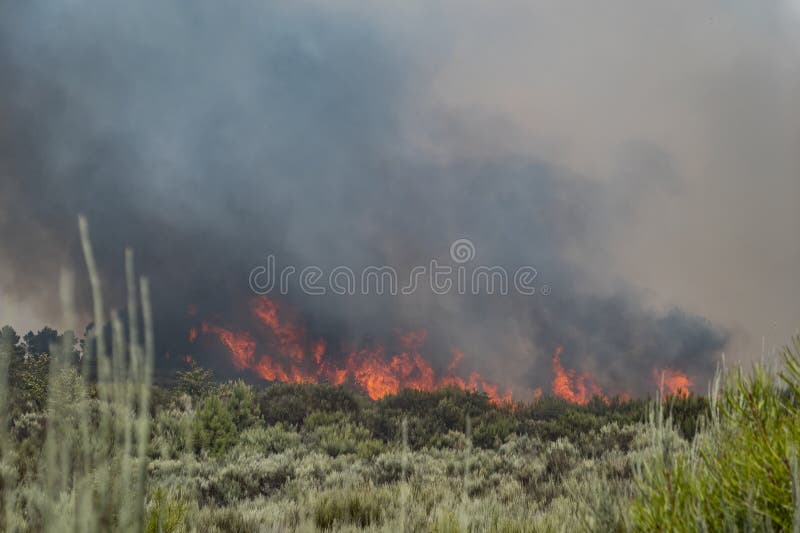 Flames from a forest fire stock photo. Image of prairie - 278936540