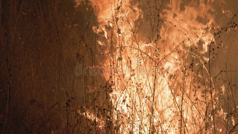 Raging Fire Spreading through a Dense Forest, Flames Climbing High into ...