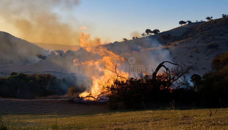 Firefly Symbolizes Destruction and Regeneration in a Landscape Engulfed ...