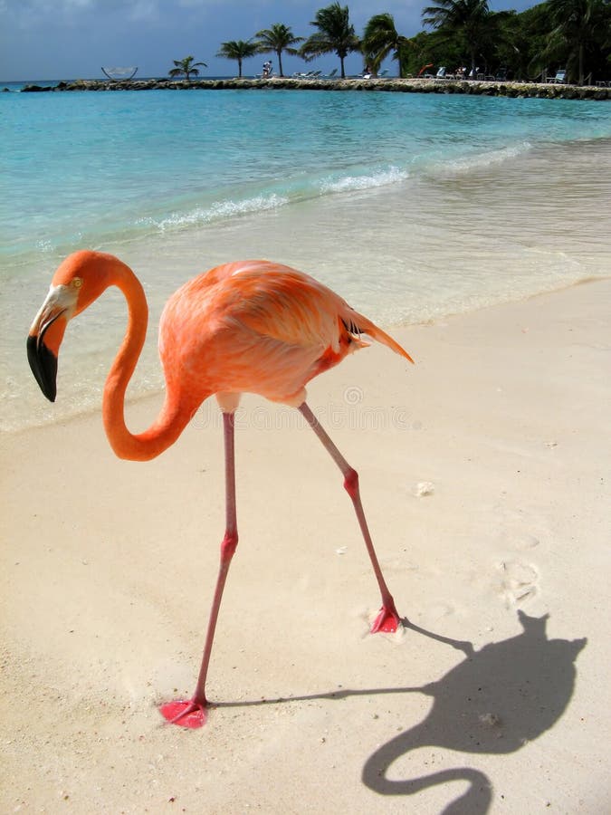 Flamigo stock image. Image of beak, background, aquatic - 11719901