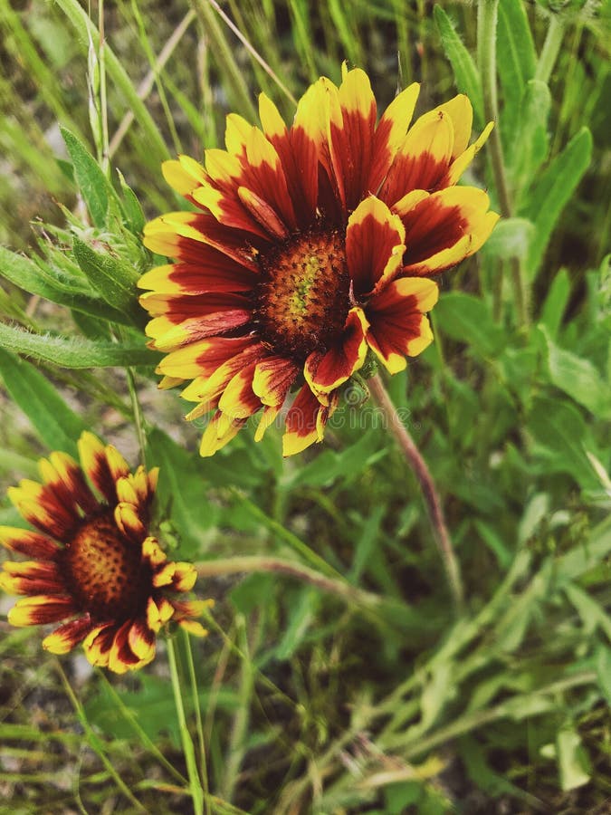 Flaming beauty stock image. Image of flowers, flaming - 157826981