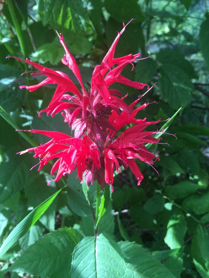 Flaming bee balm stock image. Image of flower, balm, pink - 95932291
