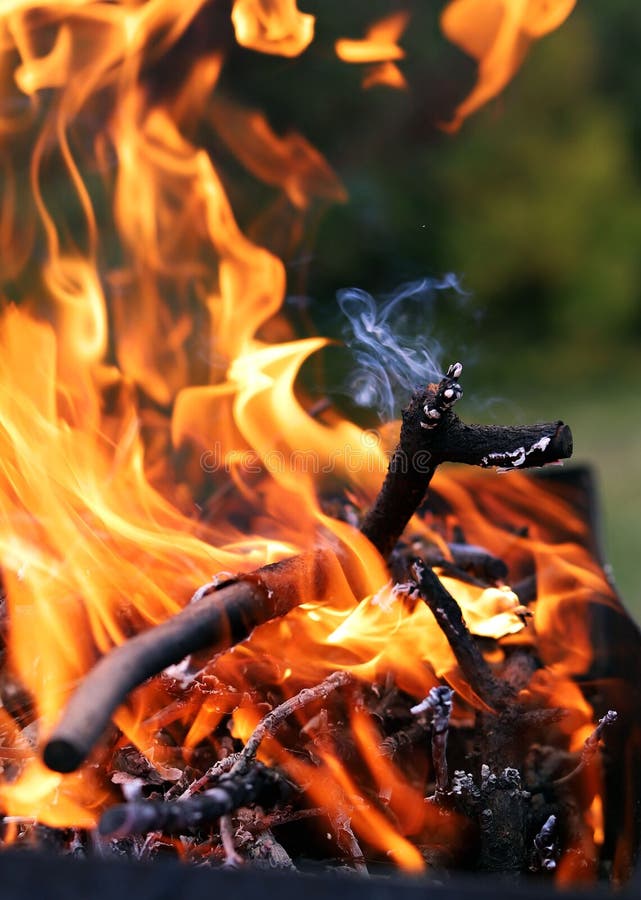 Flaming Branches stock photo. Image of trees, heat, warm - 4162226