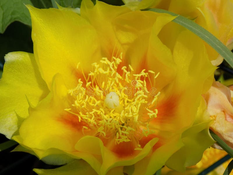 Flaming Flower stock image. Image of looks, flamely - 102403605