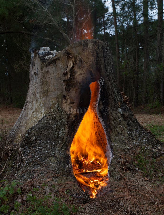 Flaming stump stock photo. Image of sparks, orange, stump - 40074280