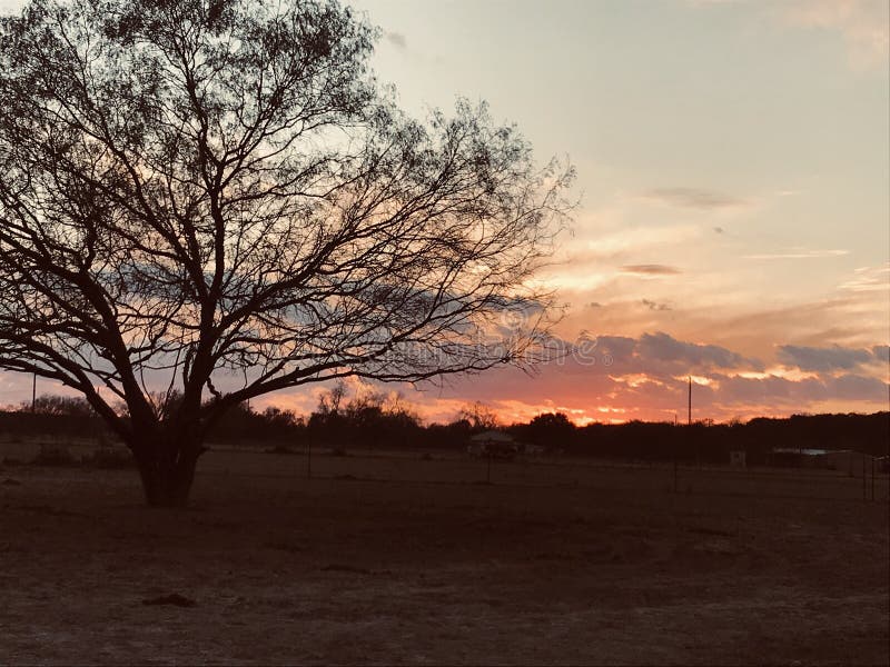 Tree sunset stock photo. Image of sunset, tree, flaming - 132744064