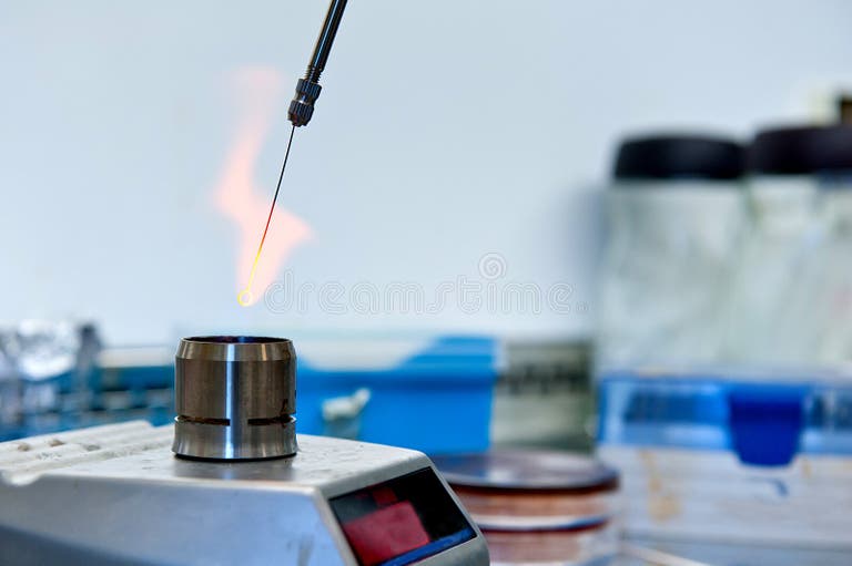 Inoculating Loop Stock Photos - Free & Royalty-Free Stock Photos from ...