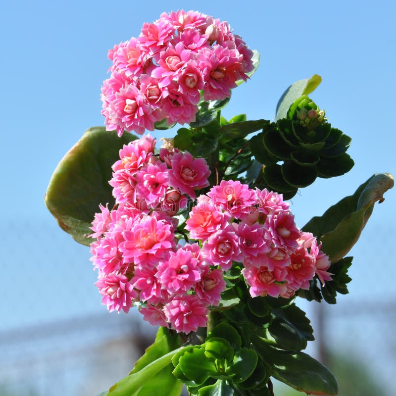 Flaming Katy Flower Blossom in Flower Pot Stock Image - Image of ...