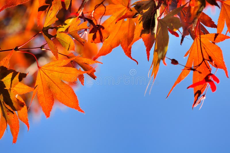 Flaming maple leaf stock image. Image of flaming, tree - 60246125