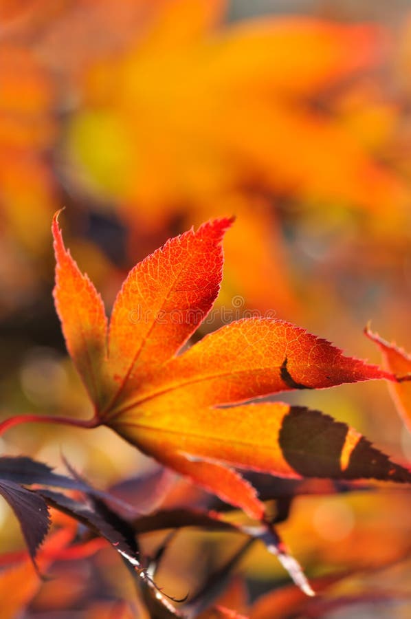 Flaming Maple Leaf Assortment Stock Image - Image of fall, fallen: 21813215