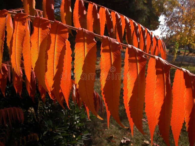 Flaming Orange Sumac Tree stock image. Image of leaves - 45879771