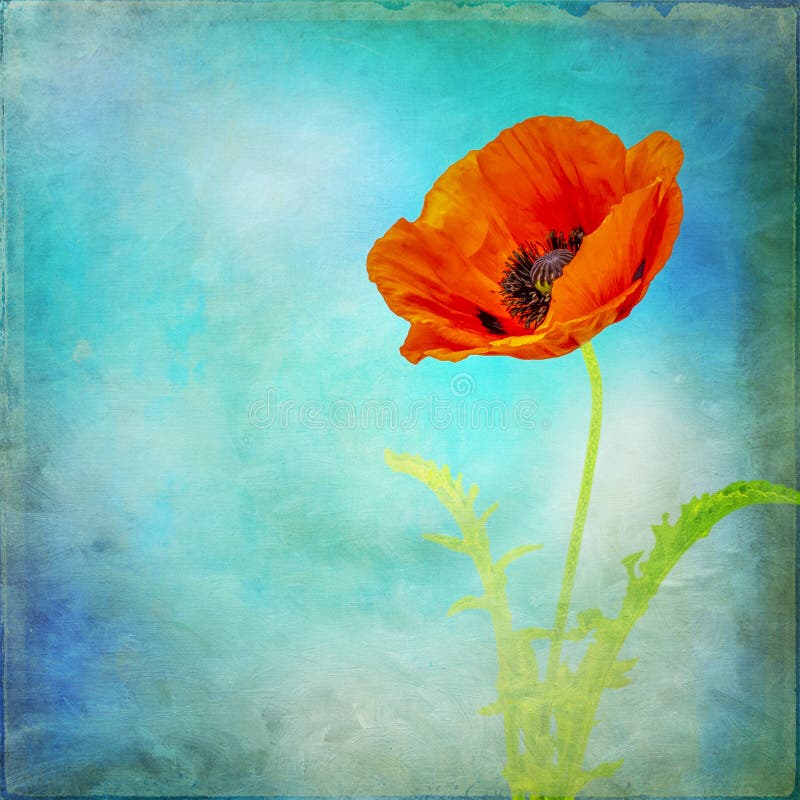 Flaming Red Poppy on Abstract Backgrounds Stock Image - Image of poppy ...