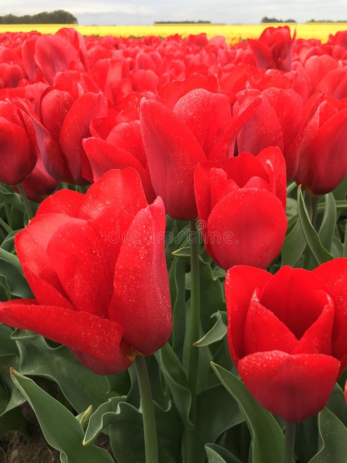 Flaming red tulips stock photo. Image of macro, tulips - 79293654