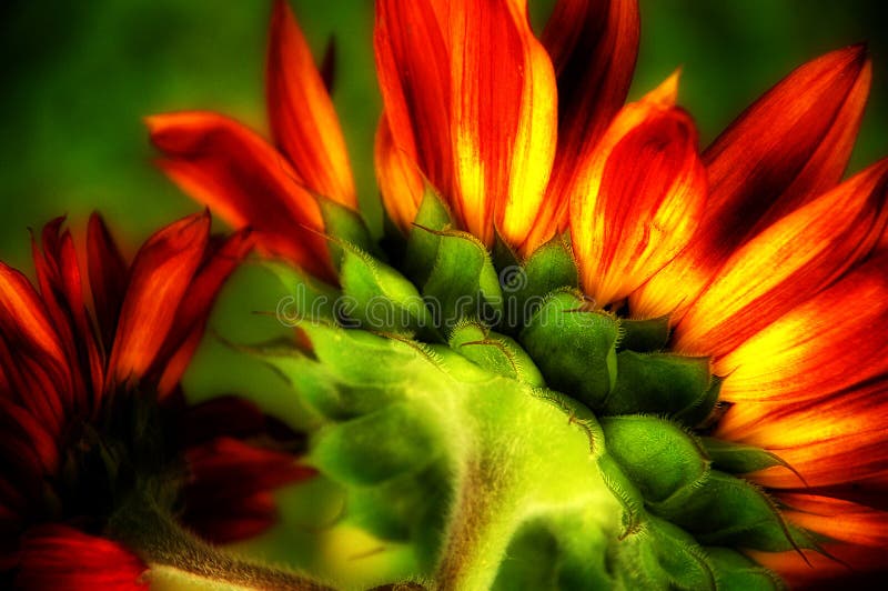 Flaming sunflower. stock photo. Image of fire, flaming - 79697816