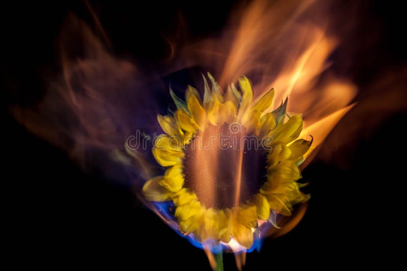 Flaming sunflower. stock photo. Image of fire, flaming - 79697816
