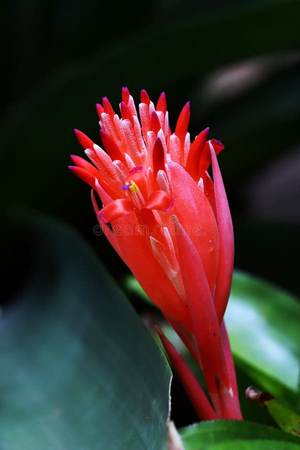 Flaming Torch Bromeliad Plant Stock Photo - Image of gardening, blossom ...