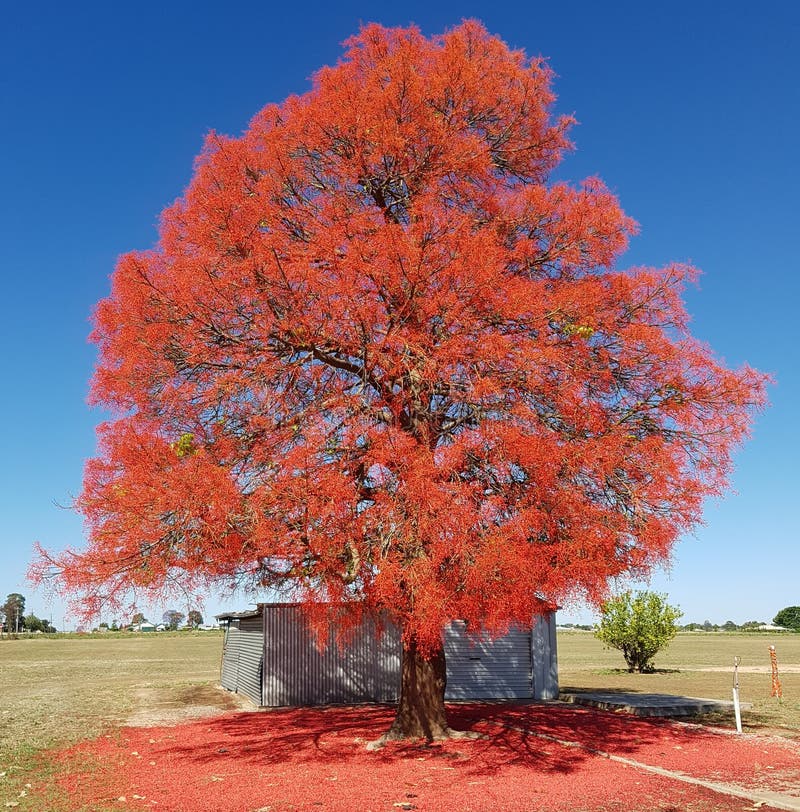 Flaming Tree stock photo. Image of glory, flaming, flame - 110247218