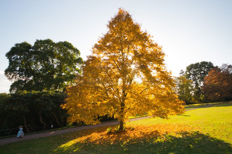 Flaming tree in the dark stock photo. Image of danger - 199067974