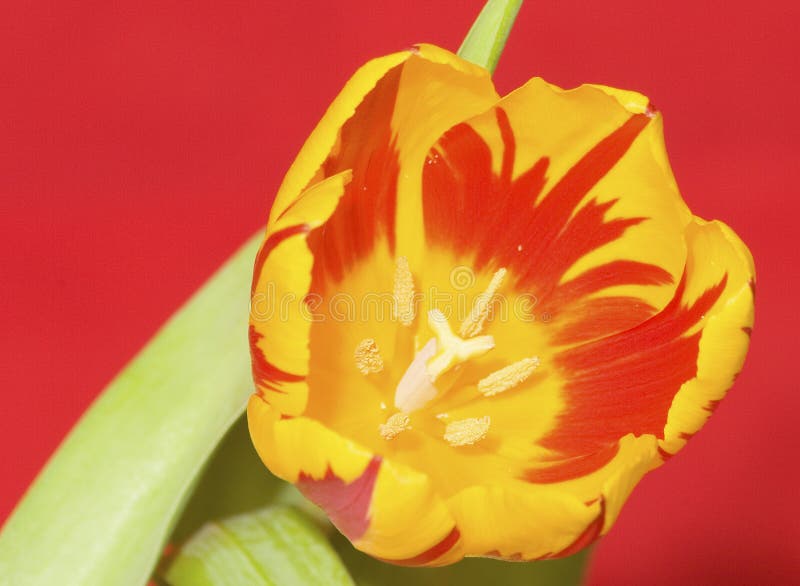 A Flaming Tulip stock image. Image of detail, yellow - 92189251
