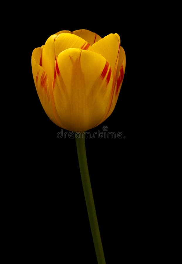 A Flaming Tulip stock image. Image of detail, yellow - 92189251
