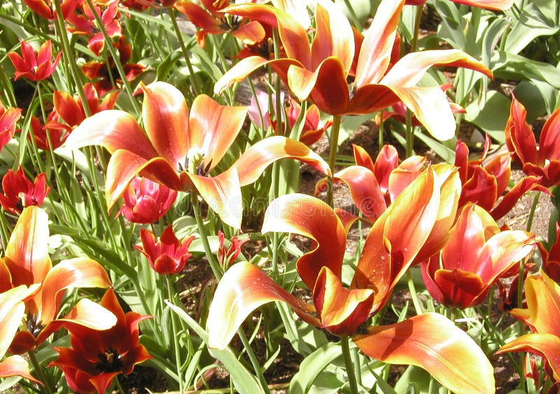 Flaming Tulips stock image. Image of golden, orange, tulips - 116135