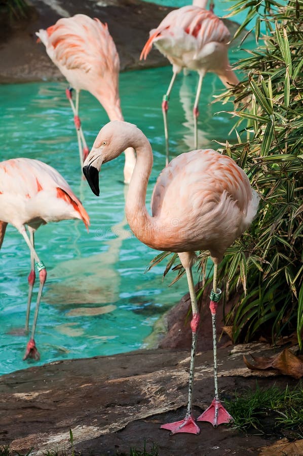 Flamingi obraz stock. Obraz złożonej z ptaki, flamingi - 34761701