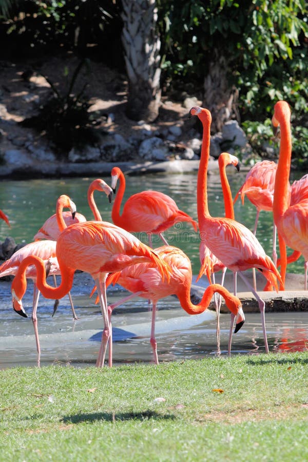 Flamingi obraz stock. Obraz złożonej z ptaki, flamingi - 34761701