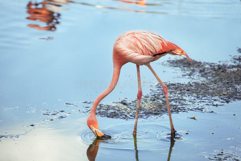 Flamingi jedzą obraz stock. Obraz złożonej z egzot, strumień - 60000319