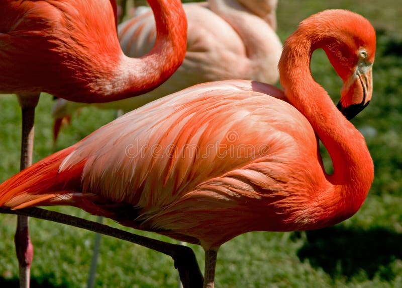 Pink flamingo stock image. Image of wings, oklahoma, flamingo - 22432879
