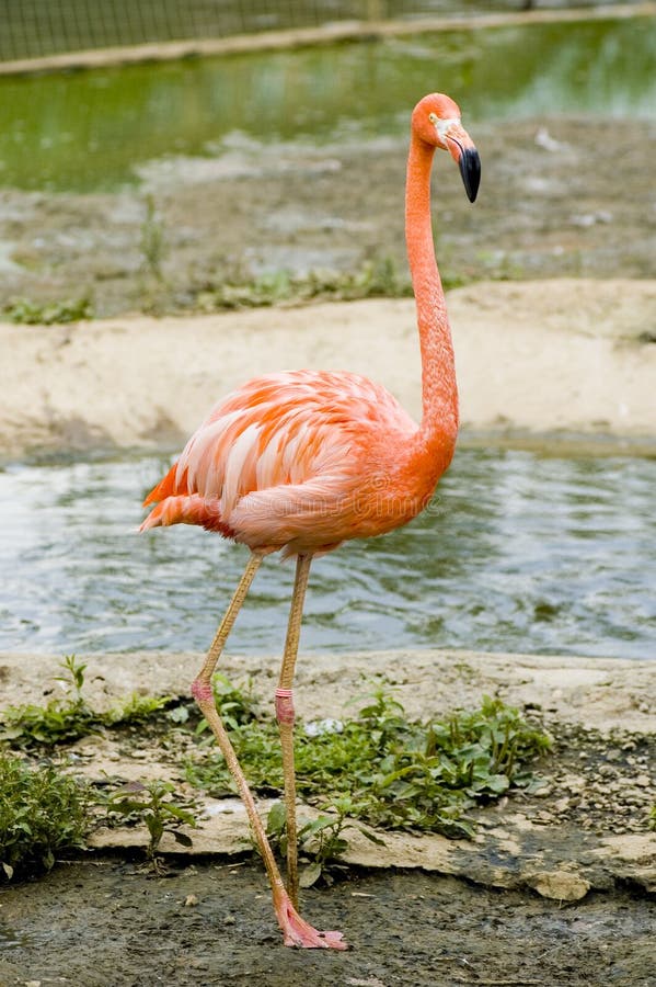 Flamingo stock photo. Image of outdoor, bill, wade, eyes - 1089810