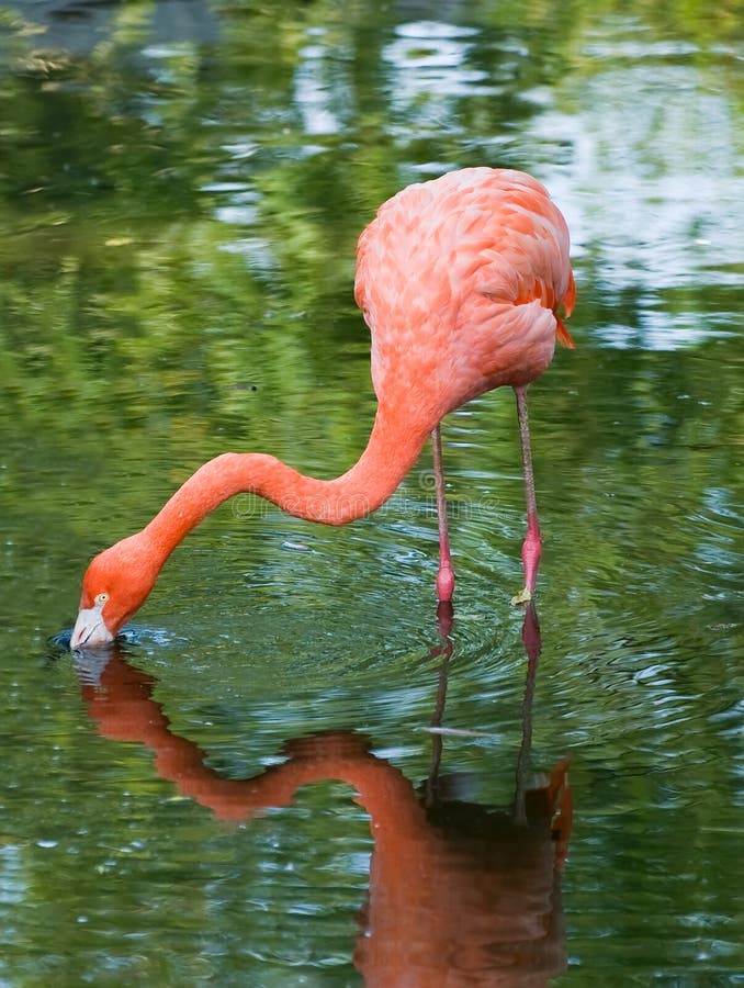 Pink flamingo birds stock image. Image of flamingo, legs - 2599951