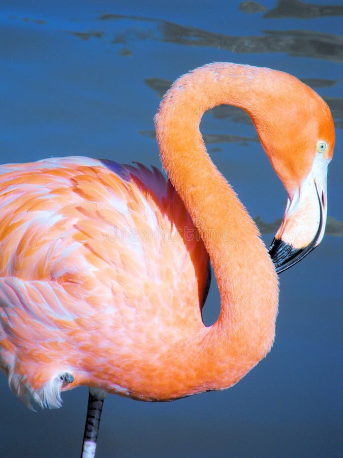 Flamingo editorial photo. Image of beak, fish, orange - 12389791