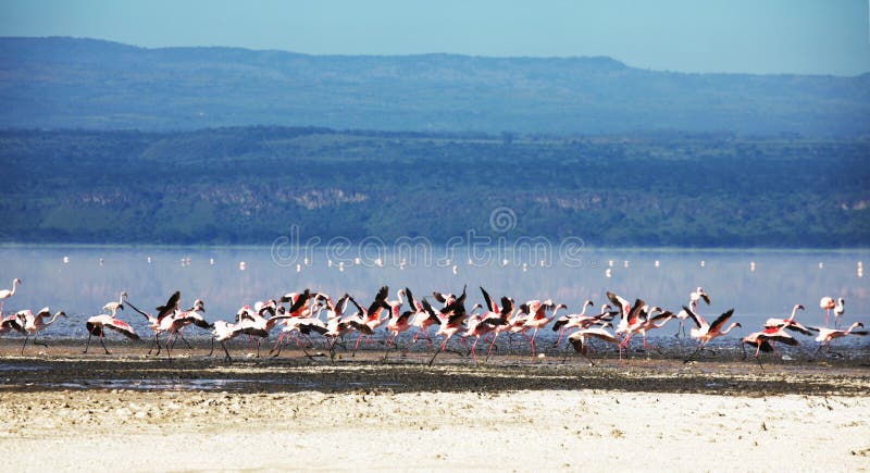Flamingo stock photo. Image of nature, swarm, animal - 12845052