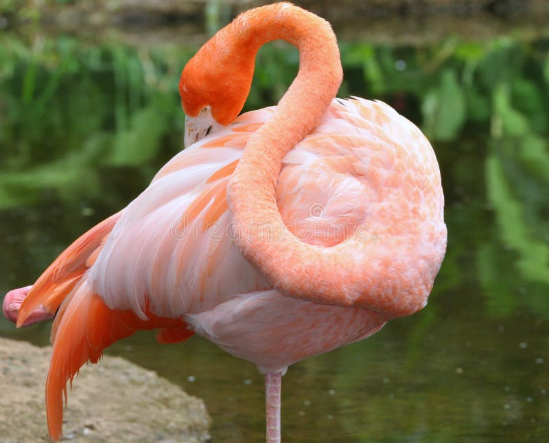 Pink flamingo stock image. Image of wings, oklahoma, flamingo - 22432879