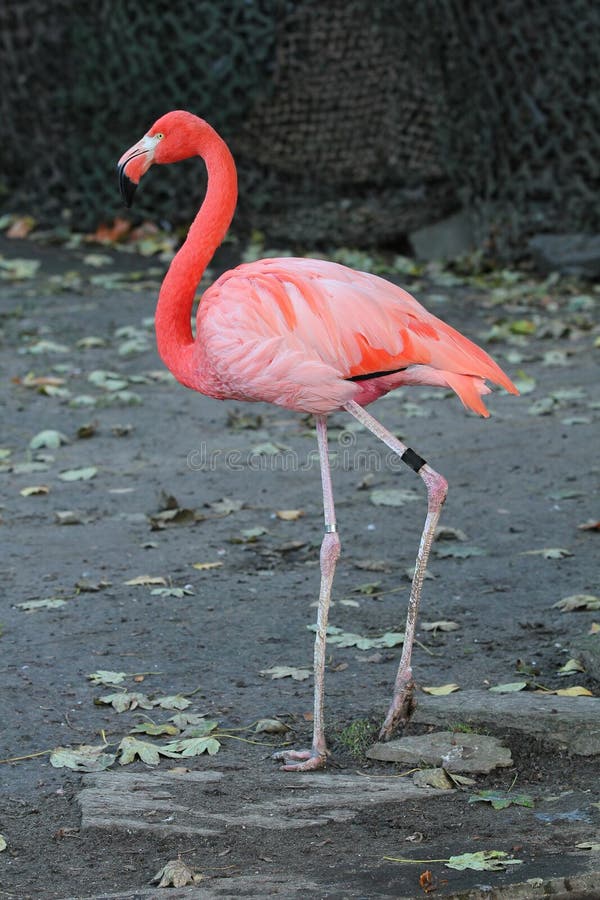 Flamingo Picture. Image: 19293024