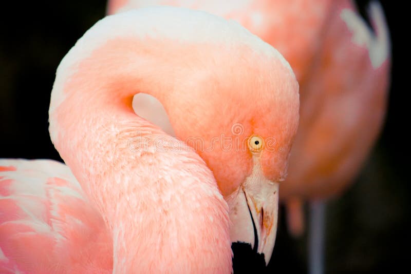 Flamingo Facing Straight Towards the Camera Stock Image - Image of ...
