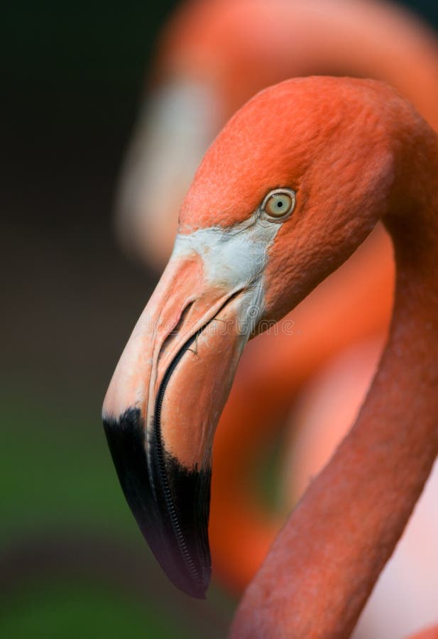 Close-up of American Flamingo Eye, Phoenicopterus Ruber Stock Photo ...