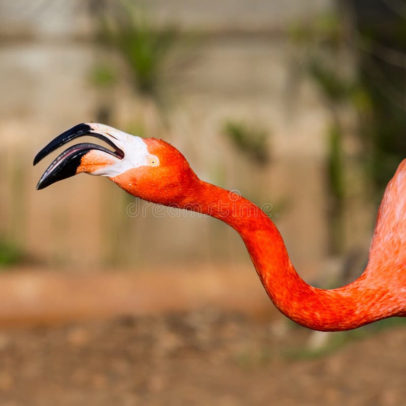 Flamingo stock photo. Image of exotic, plumage, animal - 24157424