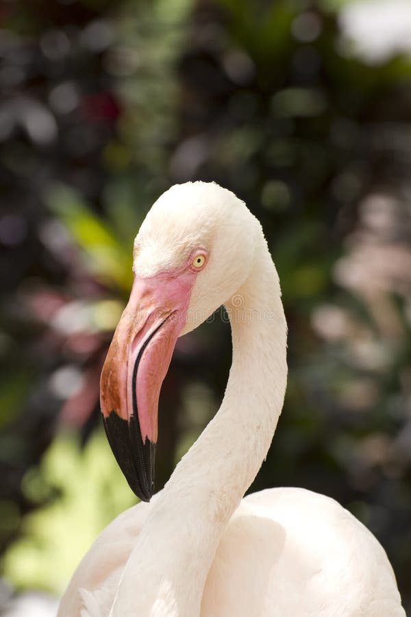 Flamingo stock photo. Image of close, nature, beak, cute - 24713456