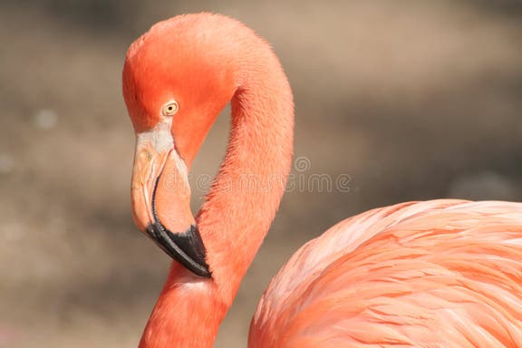 Flamingo stock image. Image of bright, bill, macro, bird - 3339565