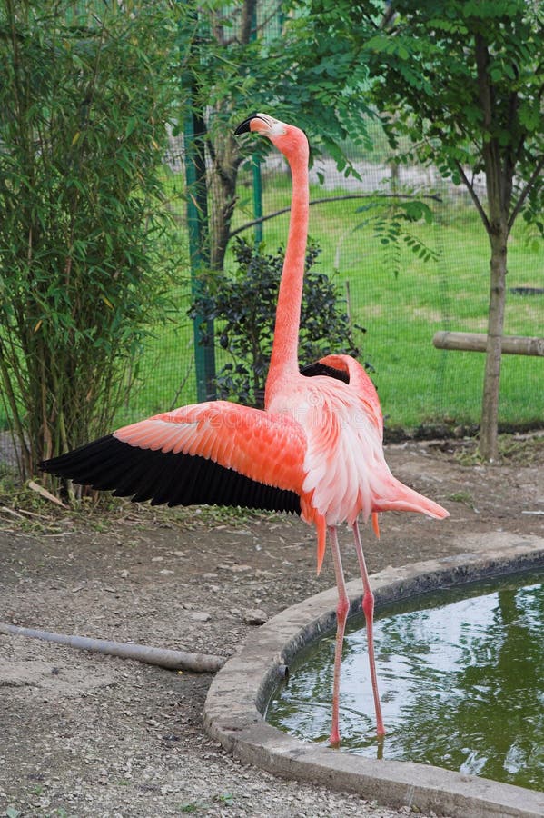 Flamingo stock image. Image of colour, flamingo, colorful - 3417295