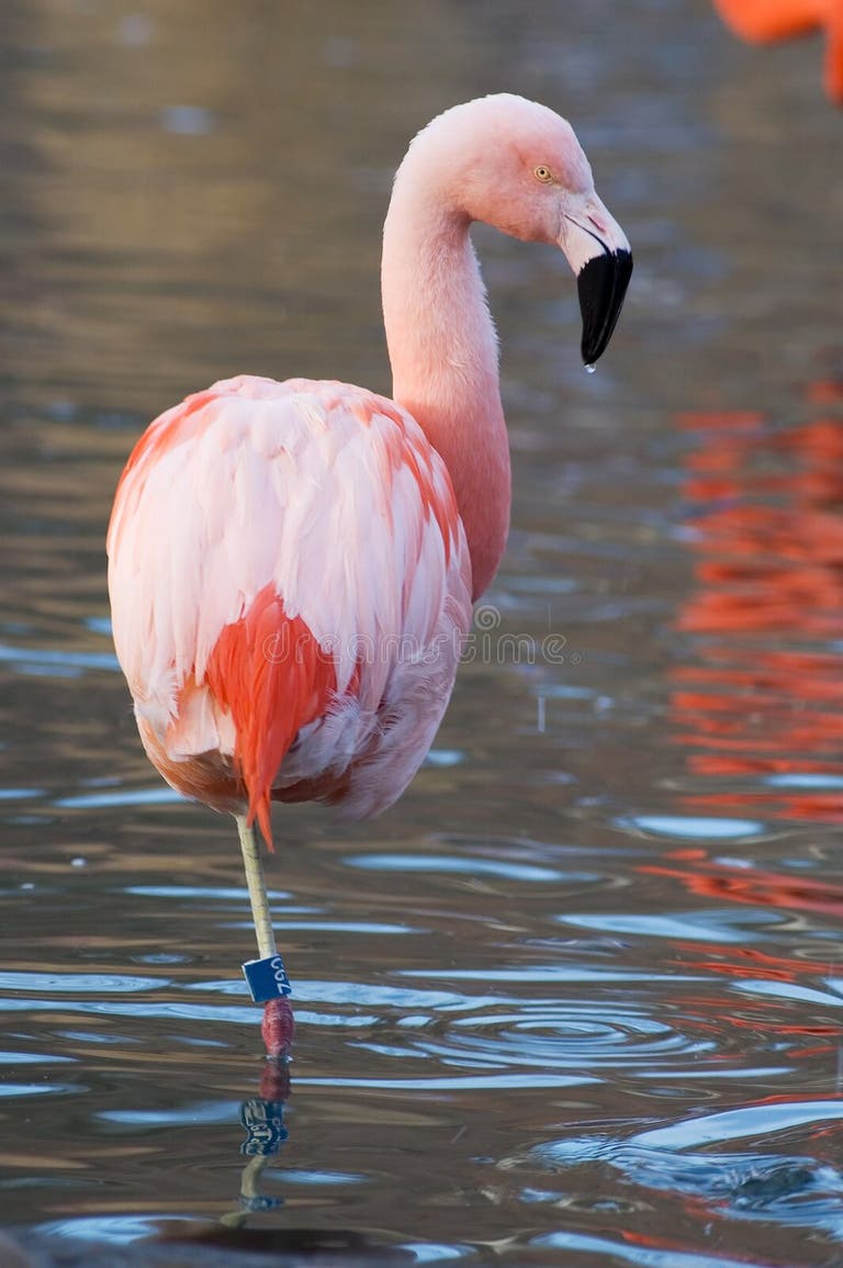 1,595 Flamingo Standing One Leg Stock Photos - Free & Royalty-Free ...